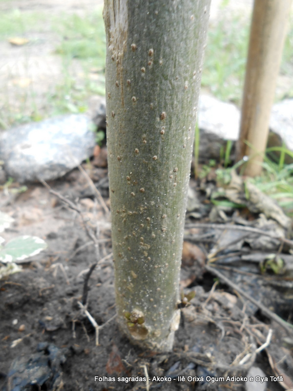 Replantio do Akoko - Fortaleza Ilê Orixá