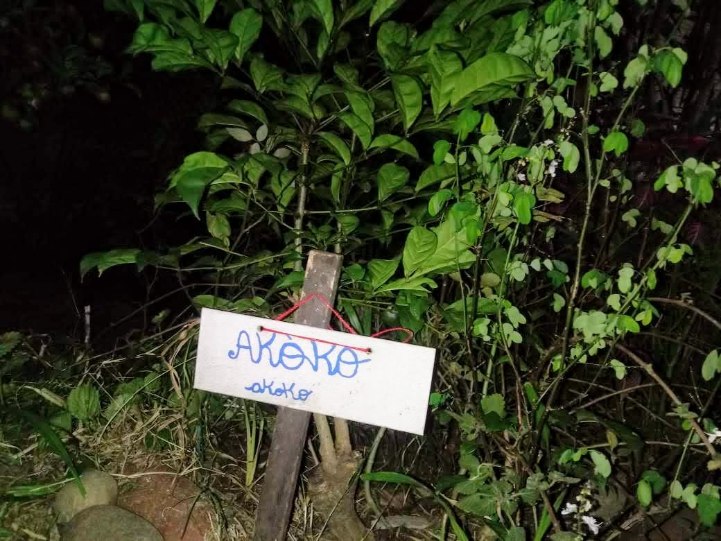 Akòko plantado faz 1 ano - Fortaleza Ilê Orixá Ogum Adioko e Oya Tofã